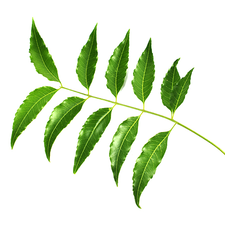 Uses of Neem - Azadirachta Indica Medicinal Uses