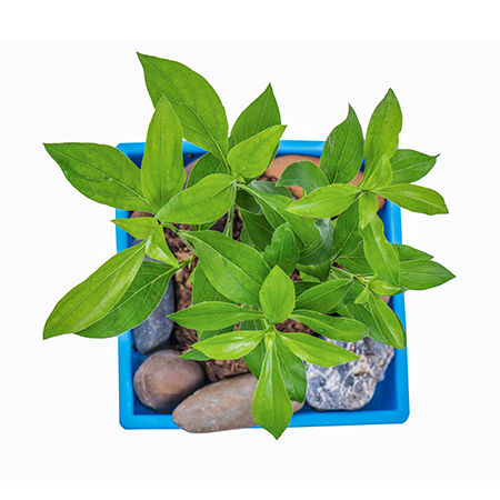 Patha Plant (Velvet Leaf): Cissampelos Pareira Medicinal Uses ...