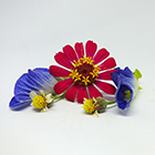 Dabur Shankhpushpi Syrup: Beneficial for Brain and Nervous Health | Dabur